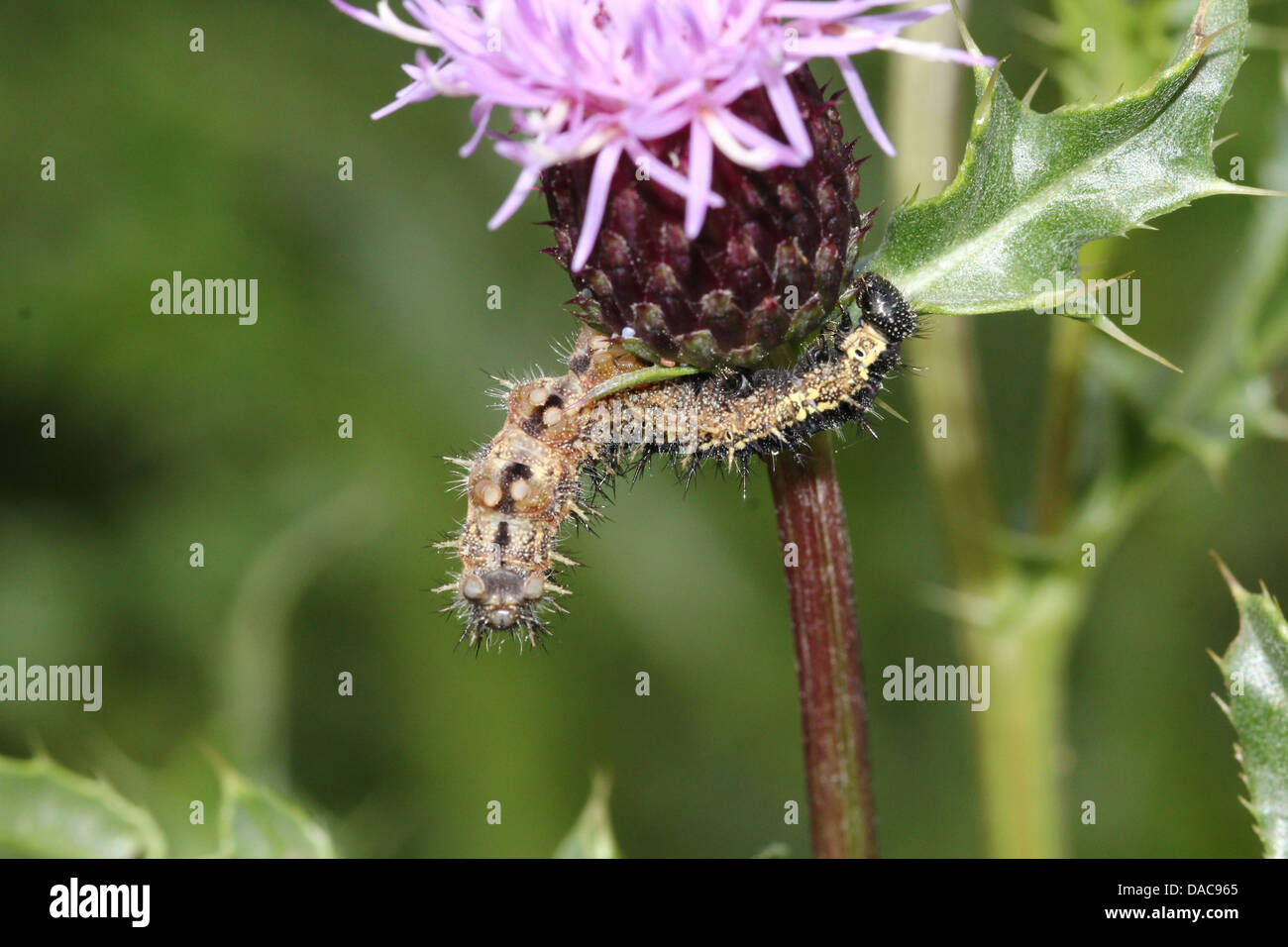 Tortoiseshell butterfly caterpillar hi-res stock photography and images ...