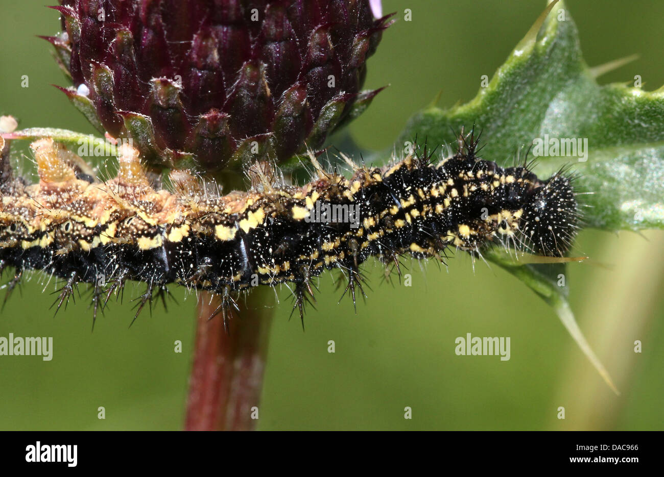 Tortoiseshell butterfly caterpillar hi-res stock photography and images ...