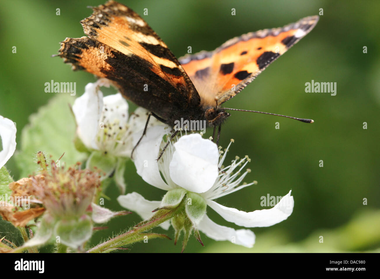 Macro shot small tortoiseshell hi-res stock photography and images - Alamy