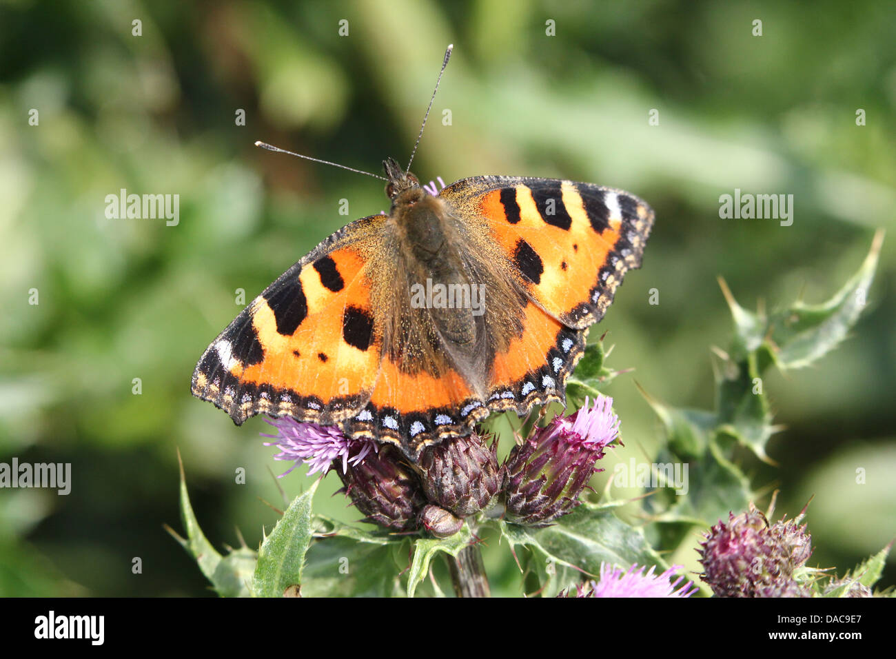 Macro shot small tortoiseshell hi-res stock photography and images - Alamy