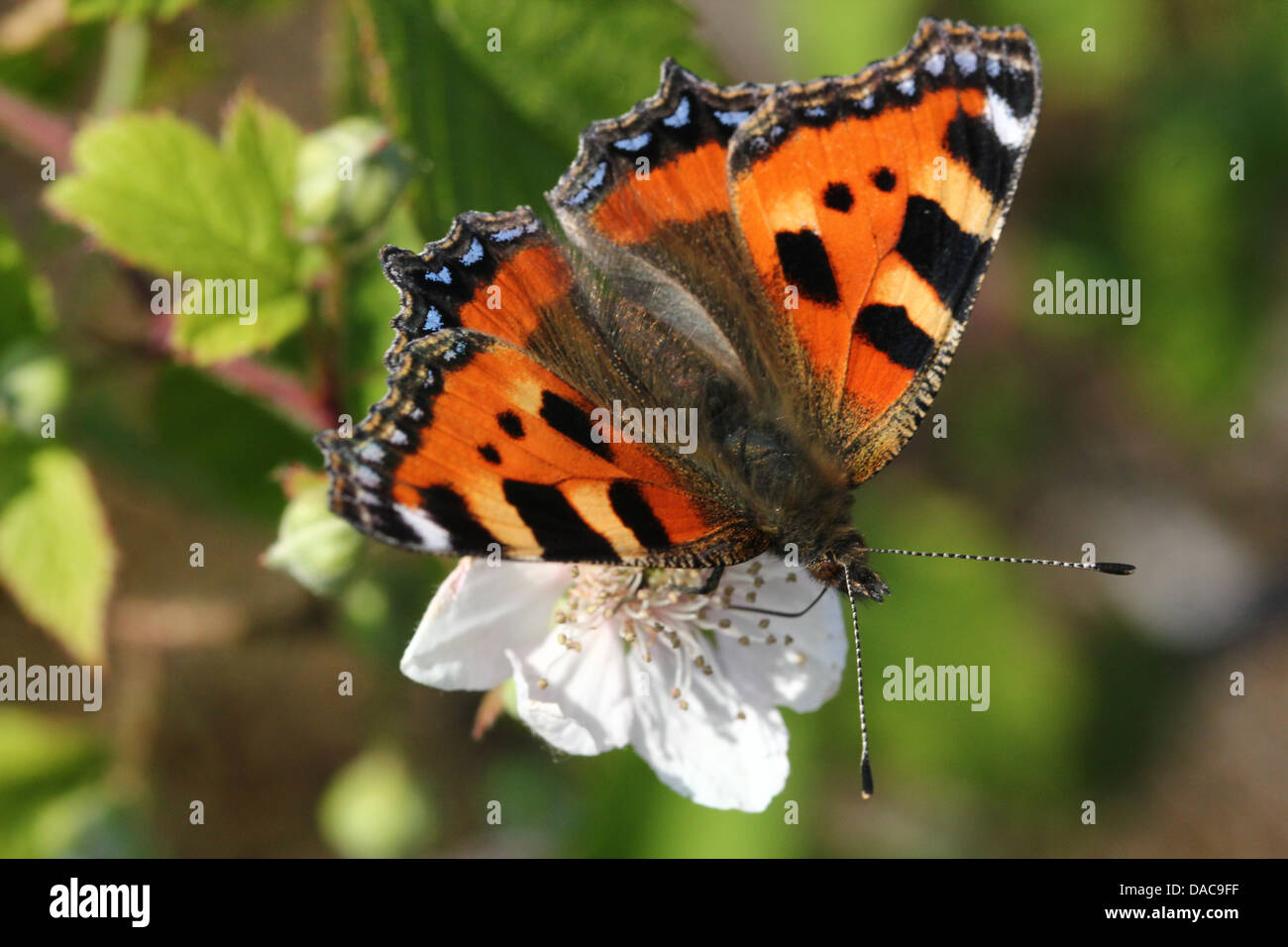 Very detailed macro close-up of a Small Tortoiseshell (Aglais urticae ...