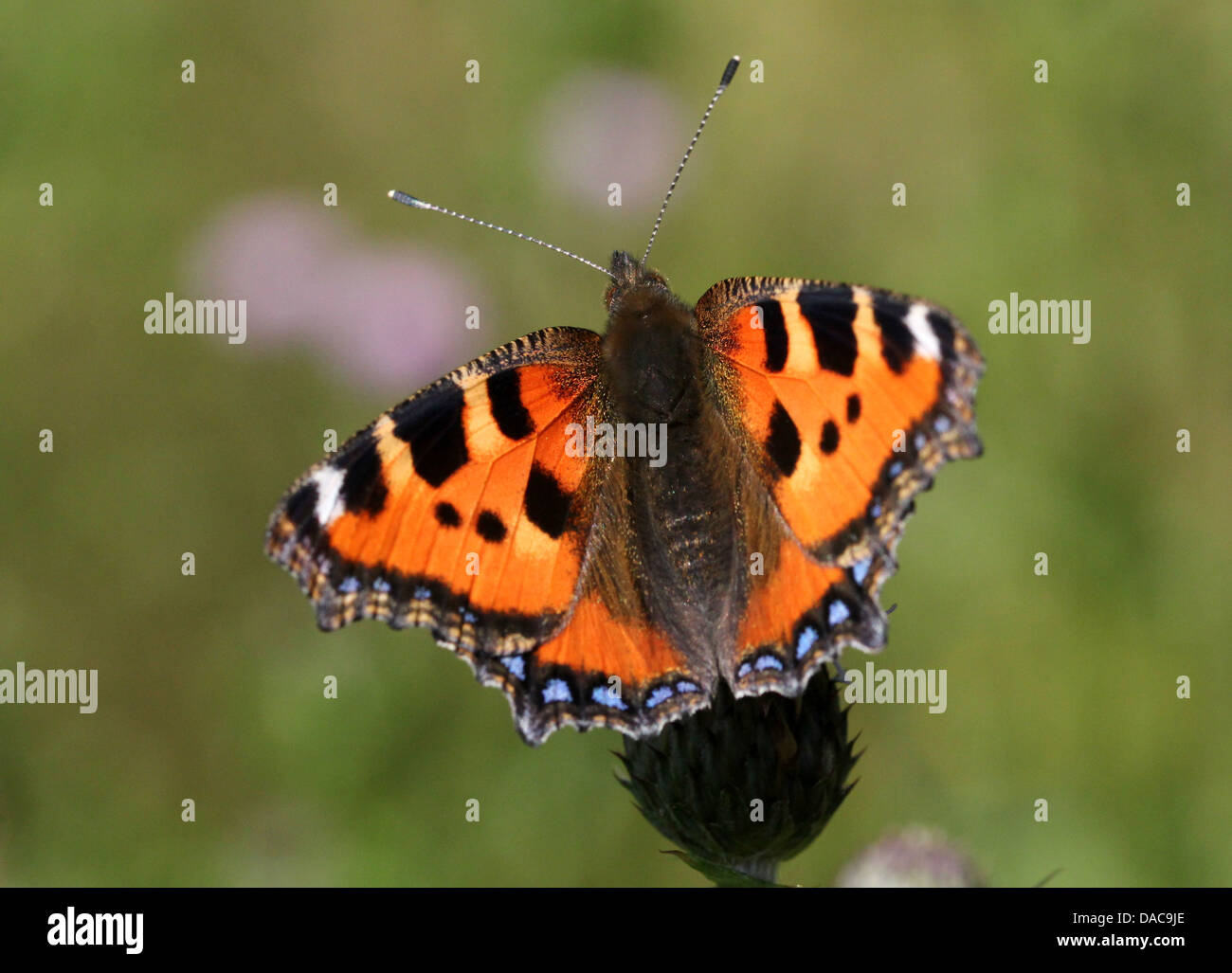 Small tortoiseshell butterfly side hi-res stock photography and images ...