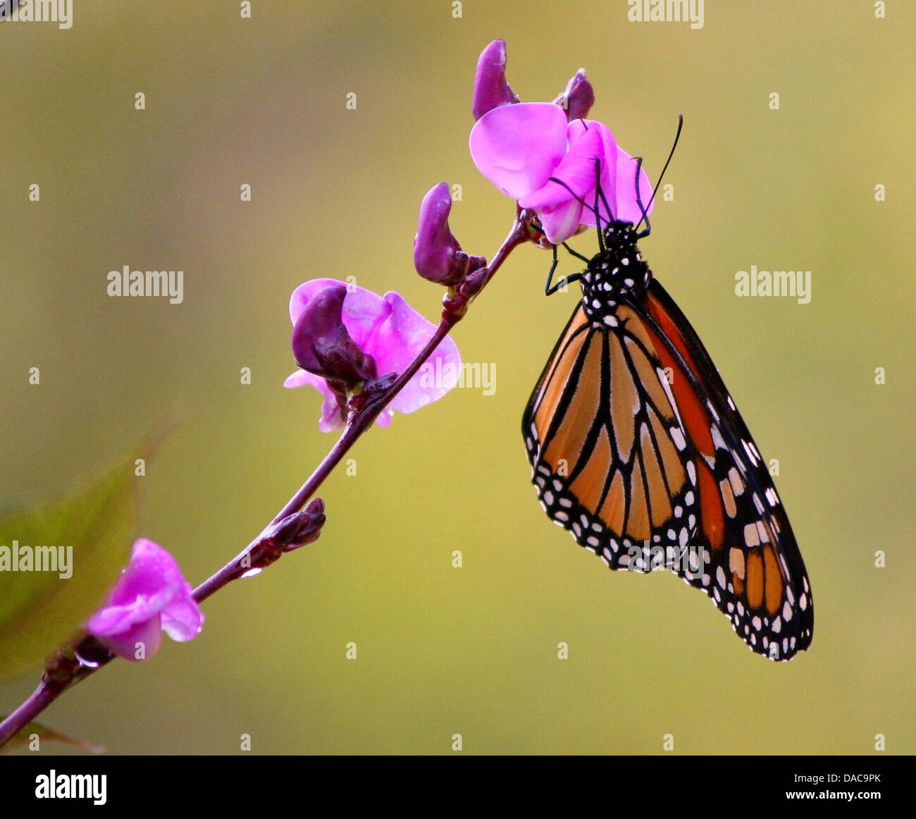 A monarch butterfly, known for its distinctive orange and black wings ...