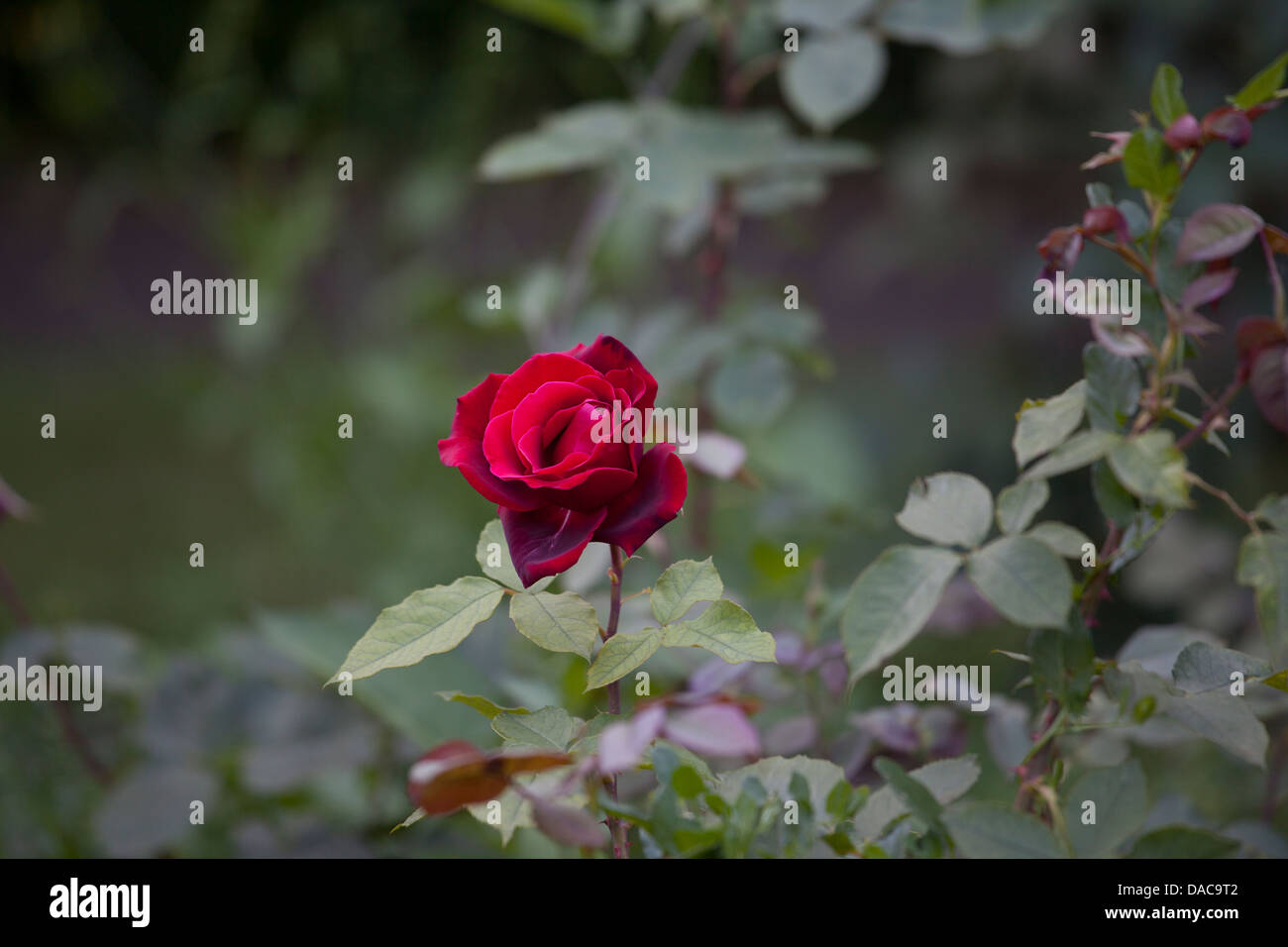 Sinle red rose Stock Photo - Alamy