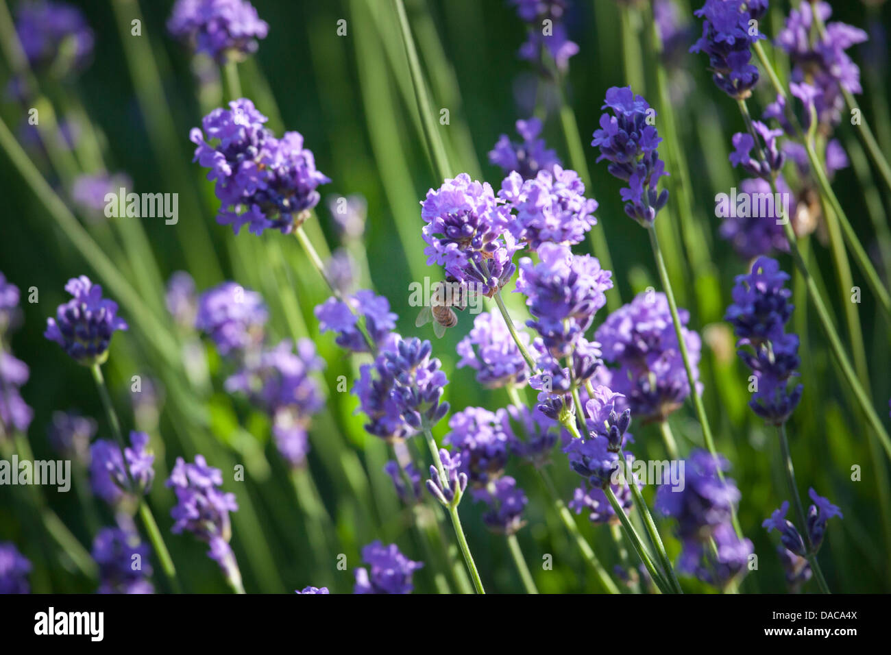 Lavender smell hi-res stock photography and images - Alamy