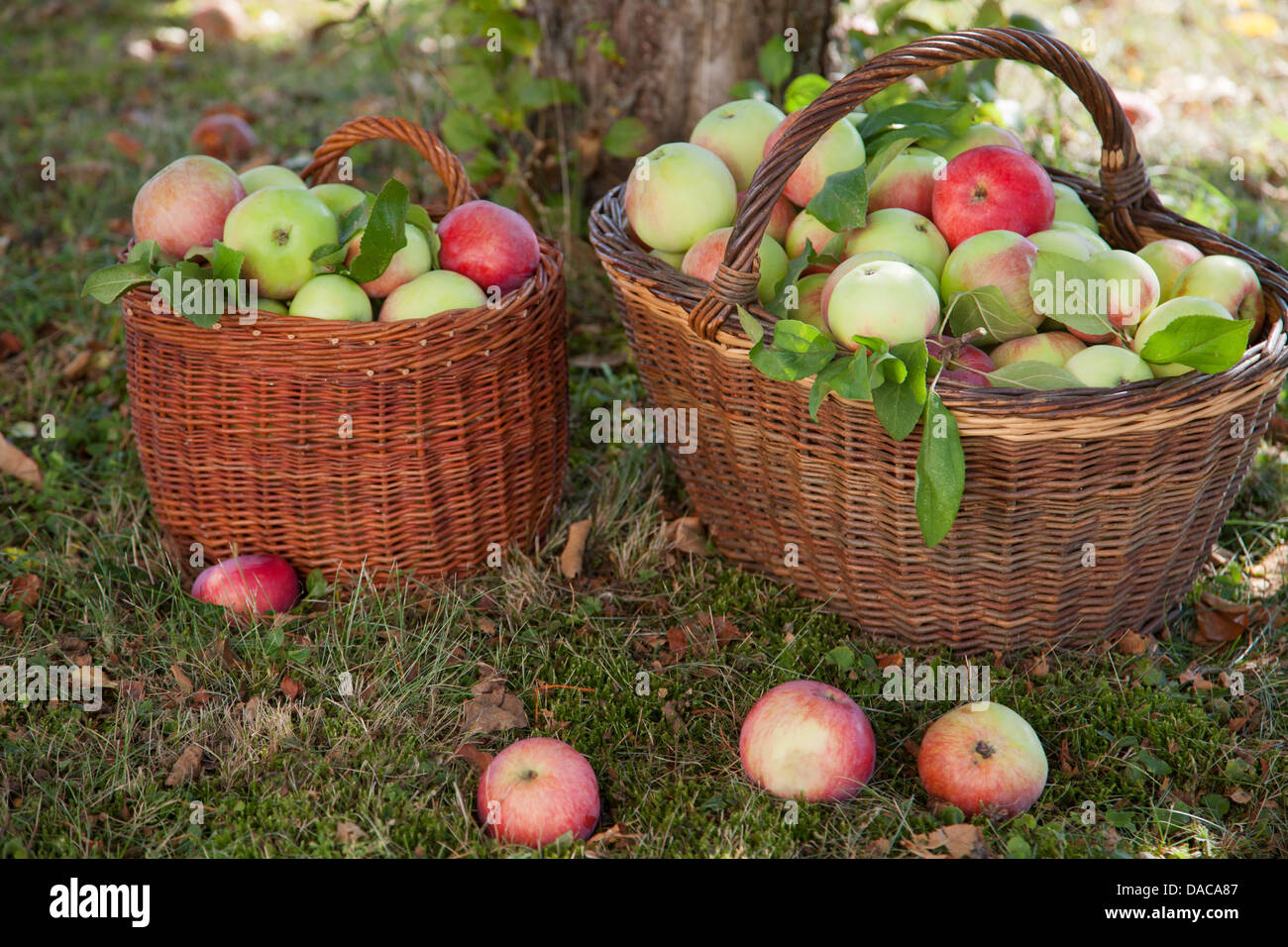 Baskets full with apples Stock Photo - Alamy
