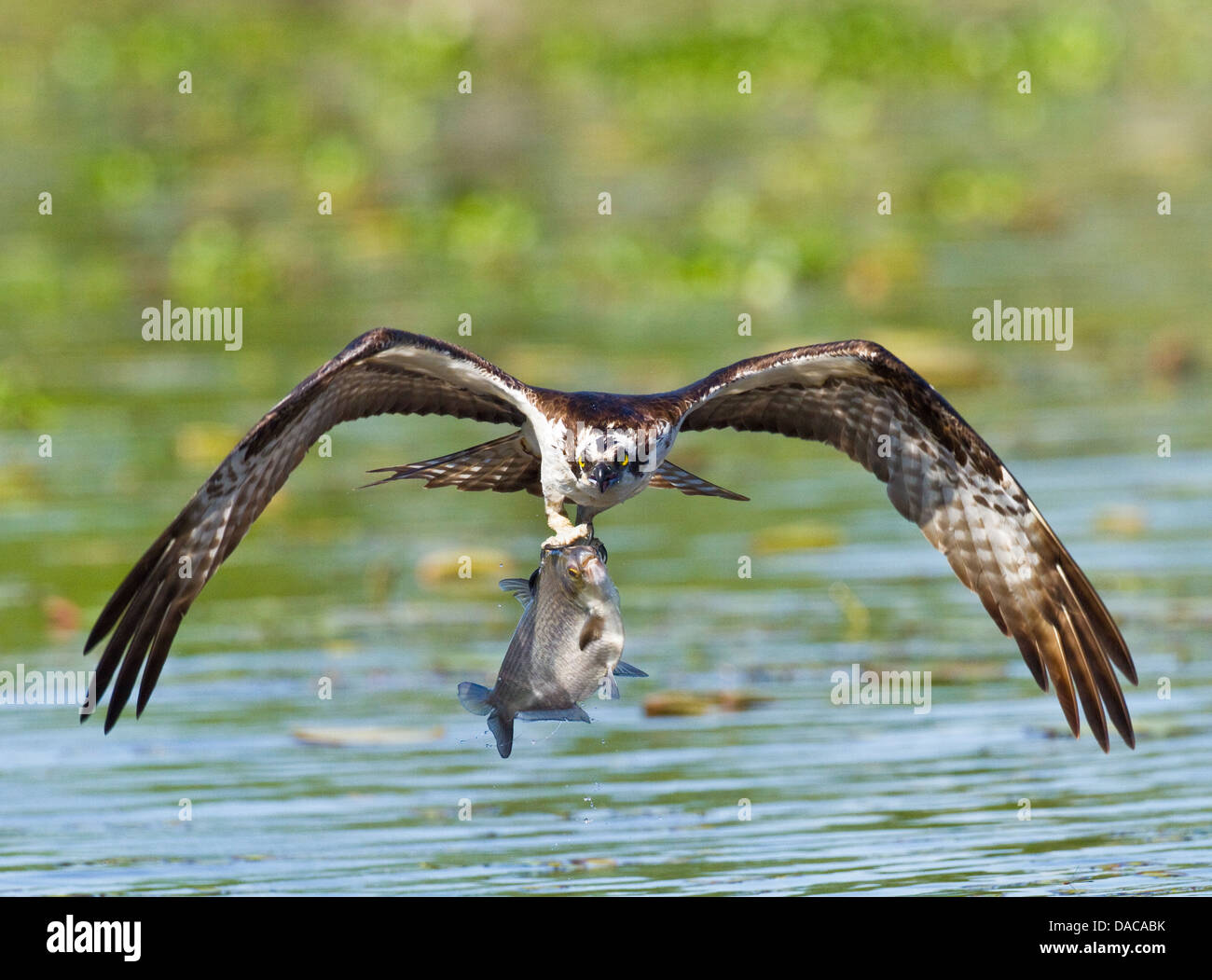 Osprey in flight hi-res stock photography and images - Alamy