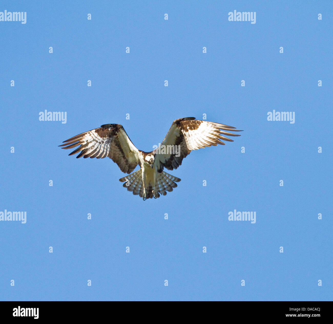 Osprey in flight hovering for food @ Santee Lakes, SC Stock Photo - Alamy