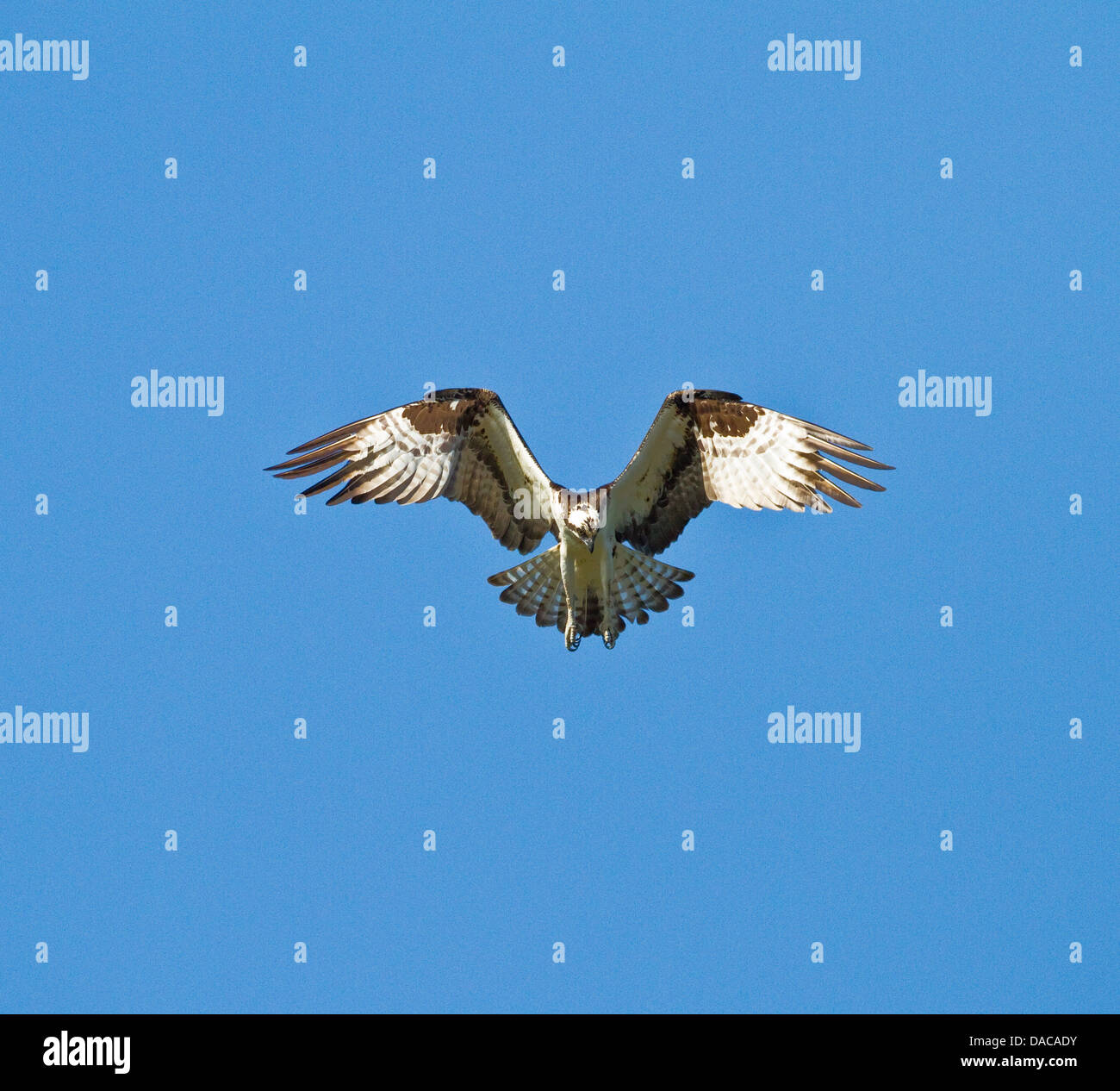 Osprey in flight hovering for food @ Santee Lakes, SC Stock Photo - Alamy