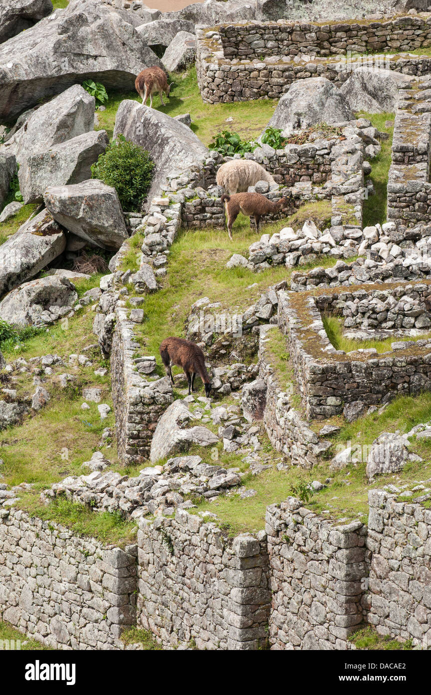 Machu Picchu unesco world heritage site ancient Inca stone remains ...