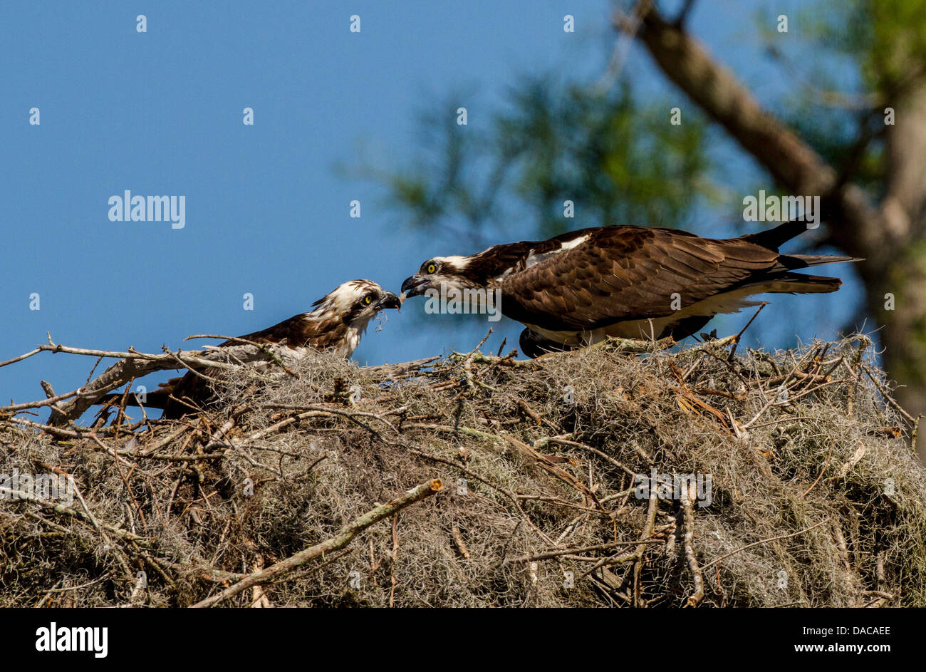 osprey with food at nest in Santee Lakes, SC Stock Photo - Alamy