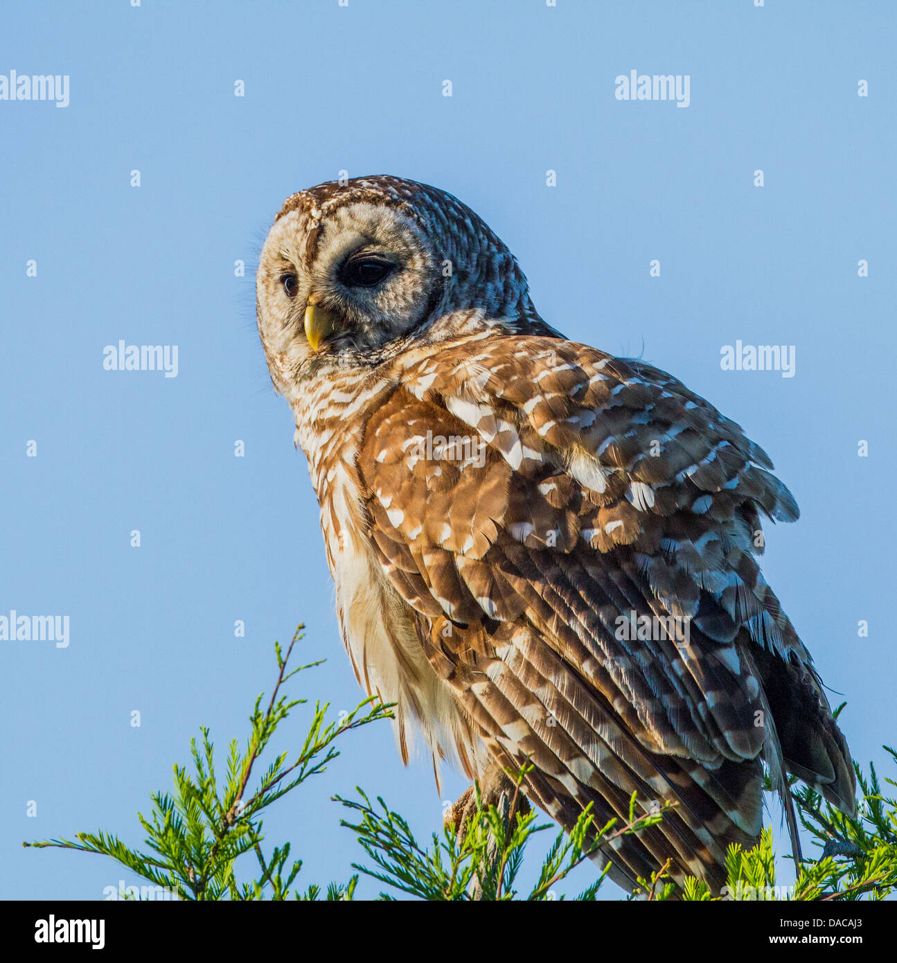 Barred Owls @ Lake Santee, Sc Stock Photo - Alamy