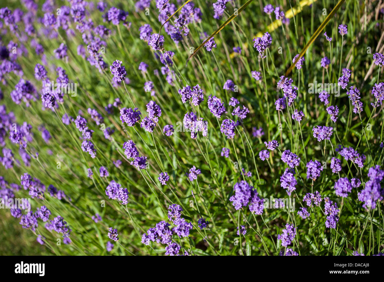 Lavender flower plant hi-res stock photography and images - Alamy
