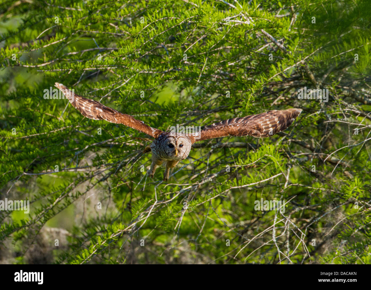 Barred Owls @ Lake Santee, Sc Stock Photo - Alamy