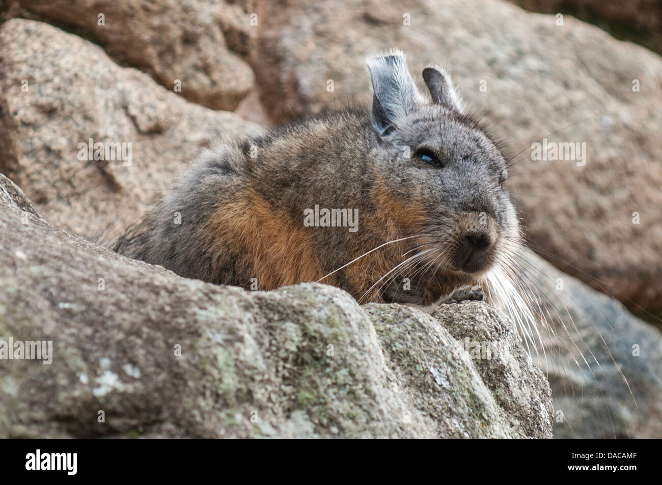 Andean rodent hi-res stock photography and images - Alamy