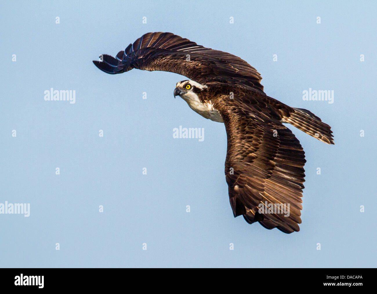 Osprey in flight hi-res stock photography and images - Alamy