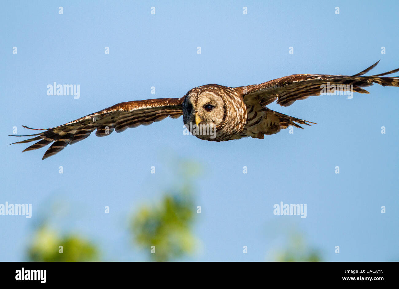 Barred owl in flight hi-res stock photography and images - Alamy