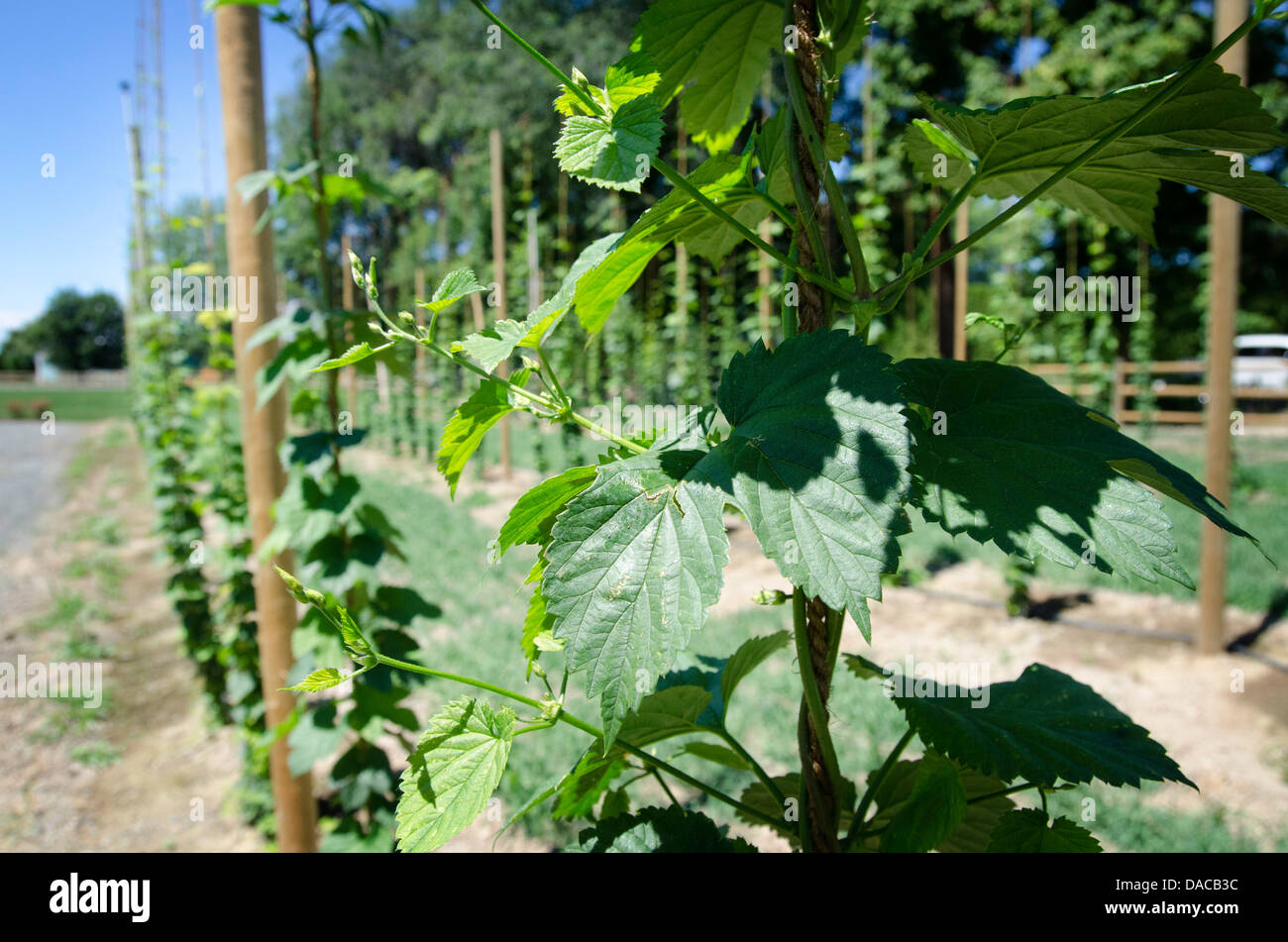 Vine cascade hi-res stock photography and images - Alamy