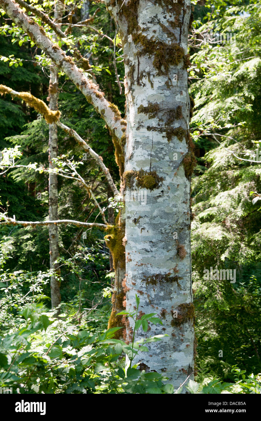 The trunk of a birch tree Stock Photo - Alamy