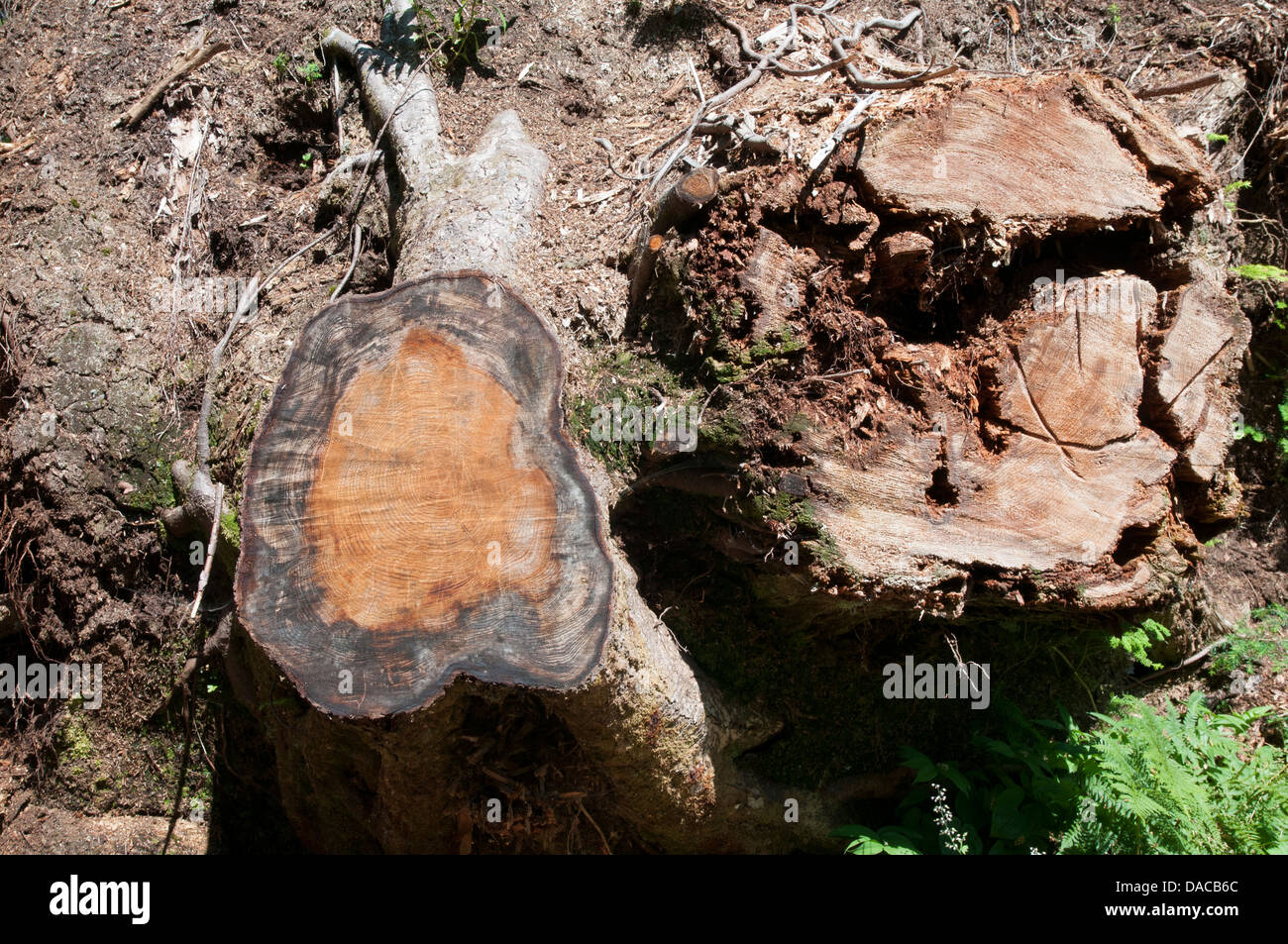 Sawn tree stumps Stock Photo - Alamy
