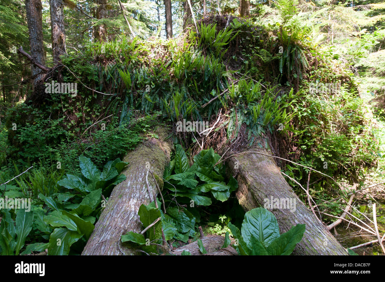 Fallen trees in a forest, Cascade mountain range Stock Photo - Alamy