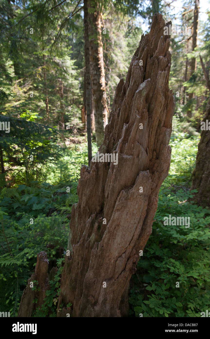 Rotted stump in forest Stock Photo - Alamy