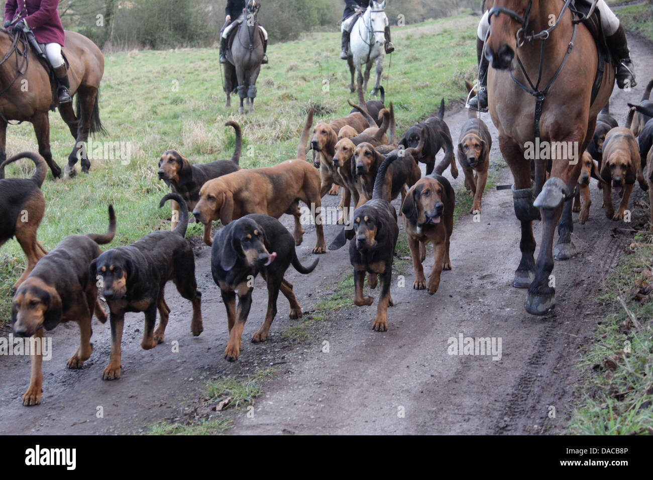 Working Bloodhounds High Resolution Stock Photography and Images - Alamy
