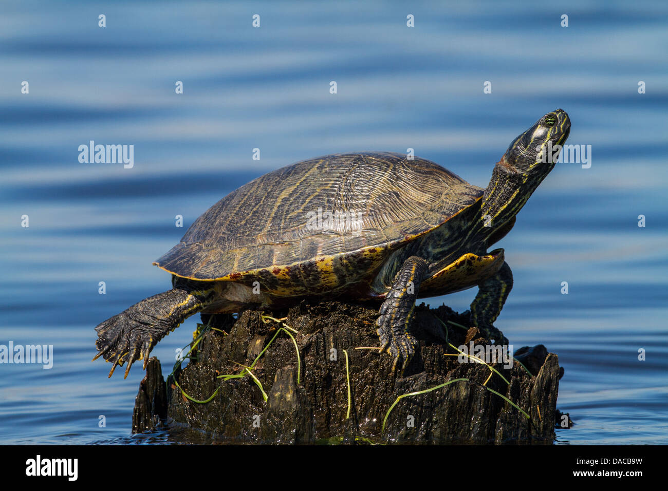 Slider turtle hi-res stock photography and images - Alamy