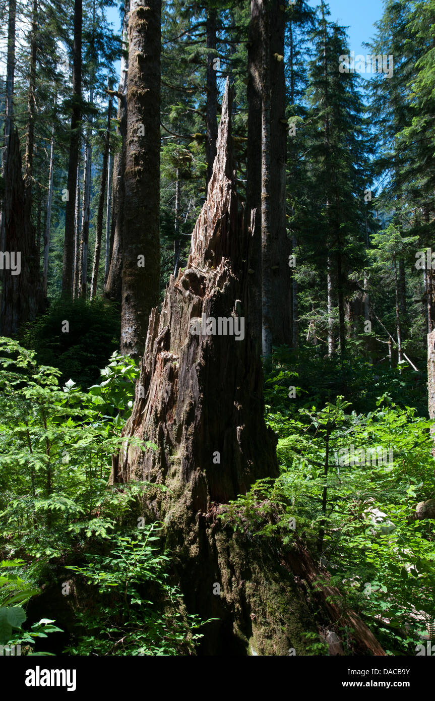 Rotted tree hi-res stock photography and images - Alamy