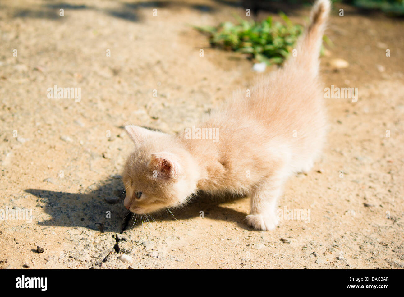Little funny kitten Stock Photo - Alamy