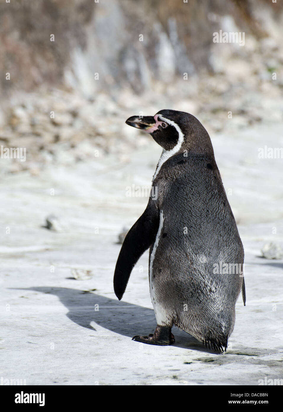 A standing penguin gazes to the left Stock Photo - Alamy