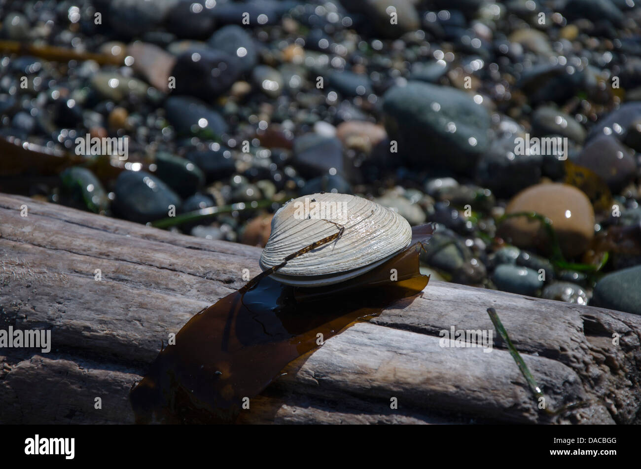 Stone with clam hi-res stock photography and images - Alamy