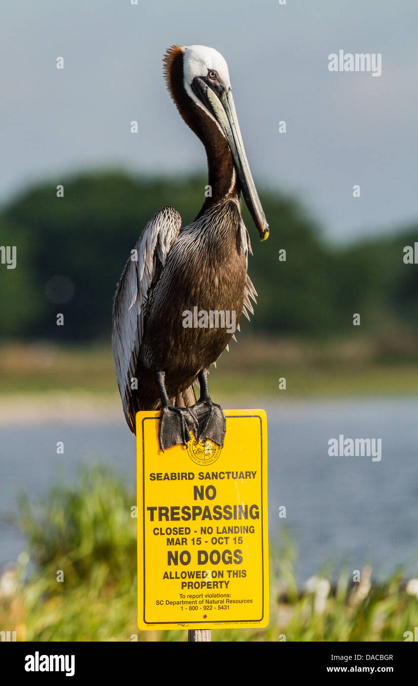 Nesting area sign hi-res stock photography and images - Alamy