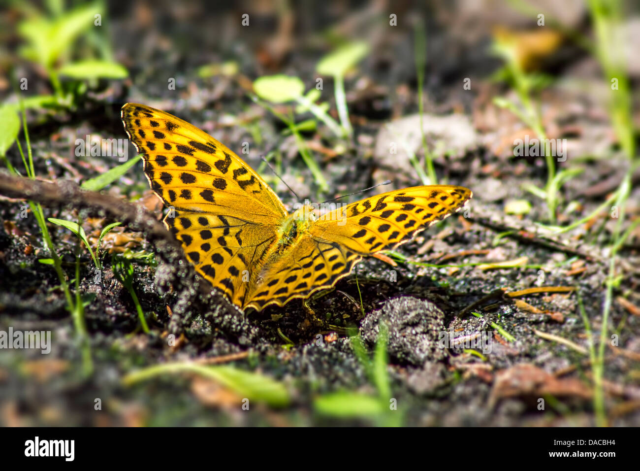 Common butterfly Silverspot (Argynnis Ino Stock Photo - Alamy