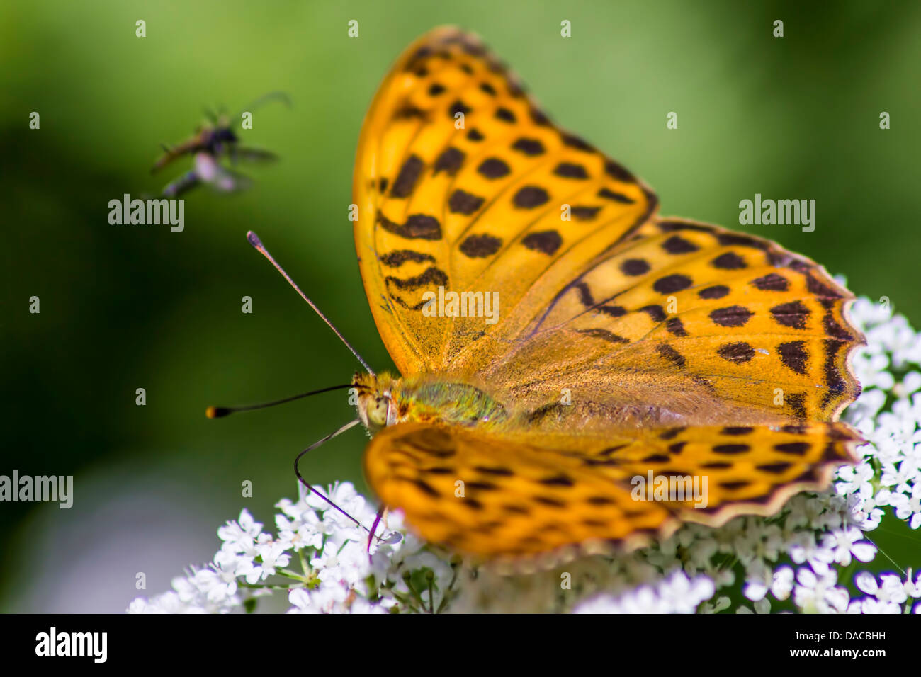 Common silverspot hi-res stock photography and images - Alamy
