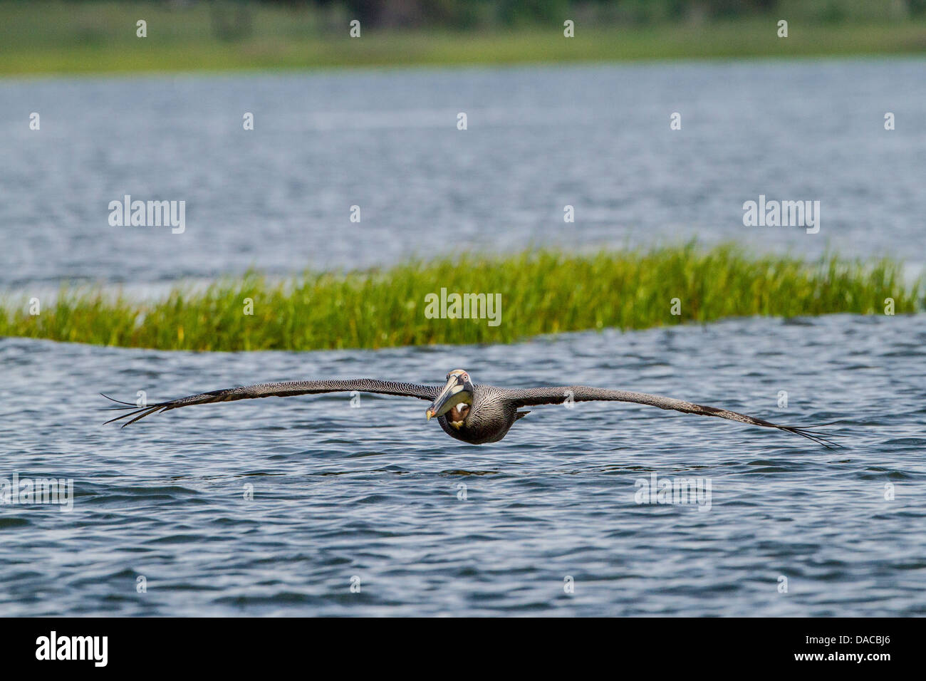 Birds flying low over water hi-res stock photography and images - Alamy