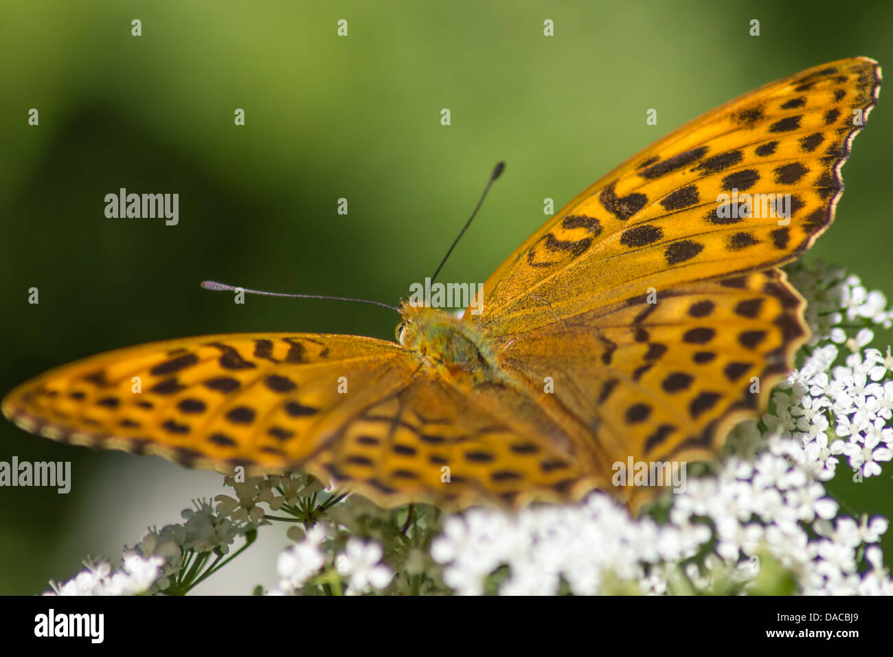Silverspot butterfly hi-res stock photography and images - Alamy