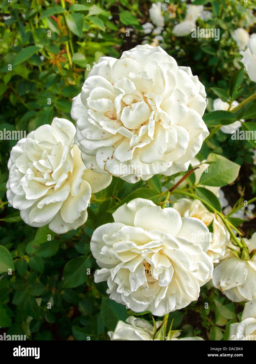 white roses in bloom Stock Photo - Alamy