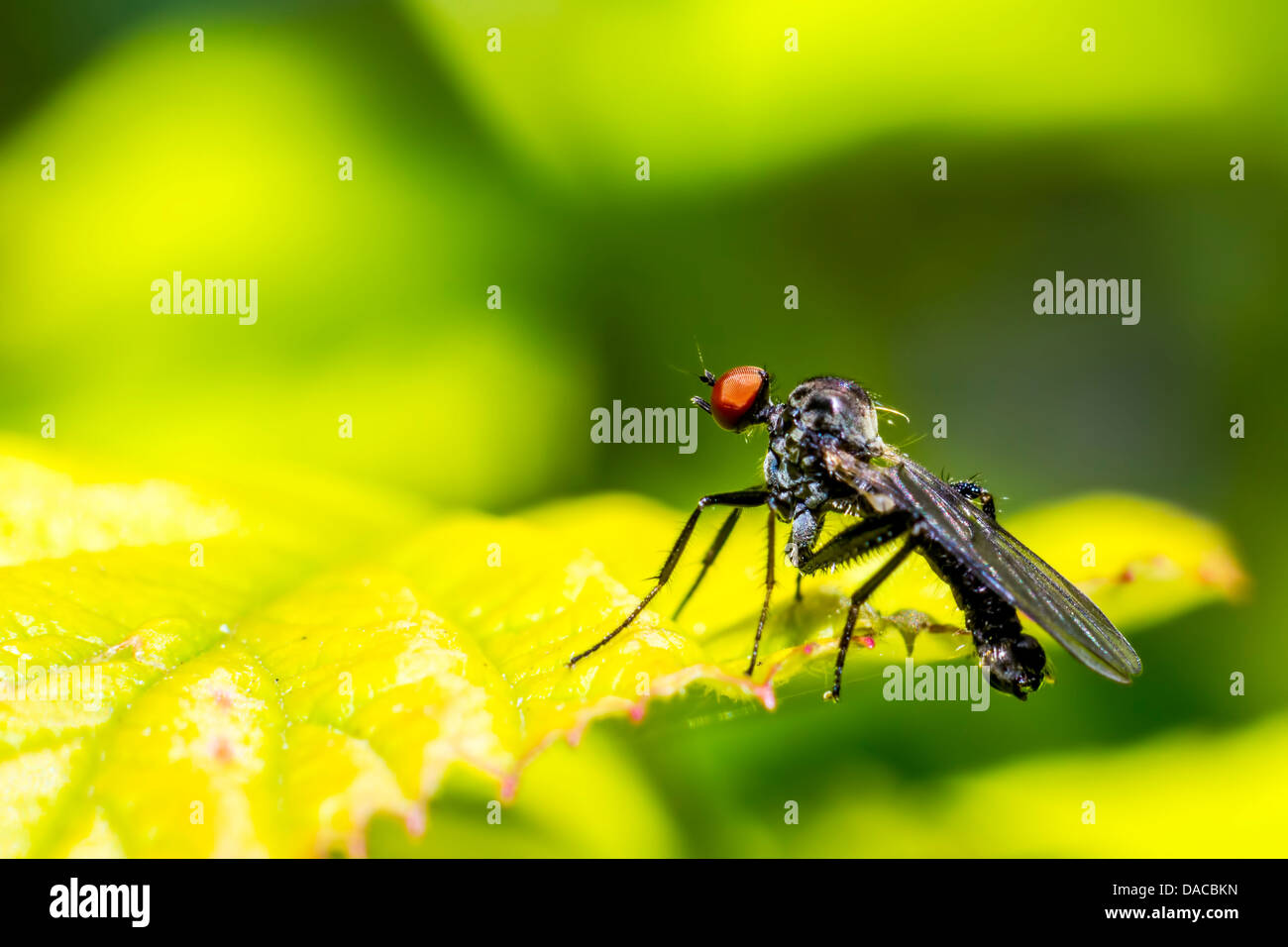 Portrait of a small mosquito Stock Photo - Alamy