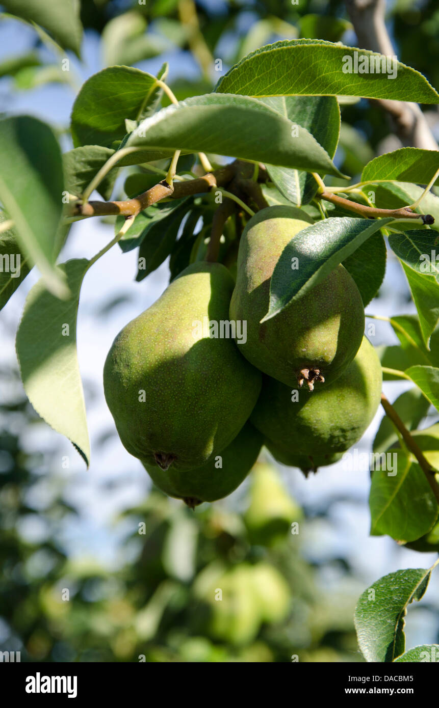 Pear tee hi-res stock photography and images - Alamy