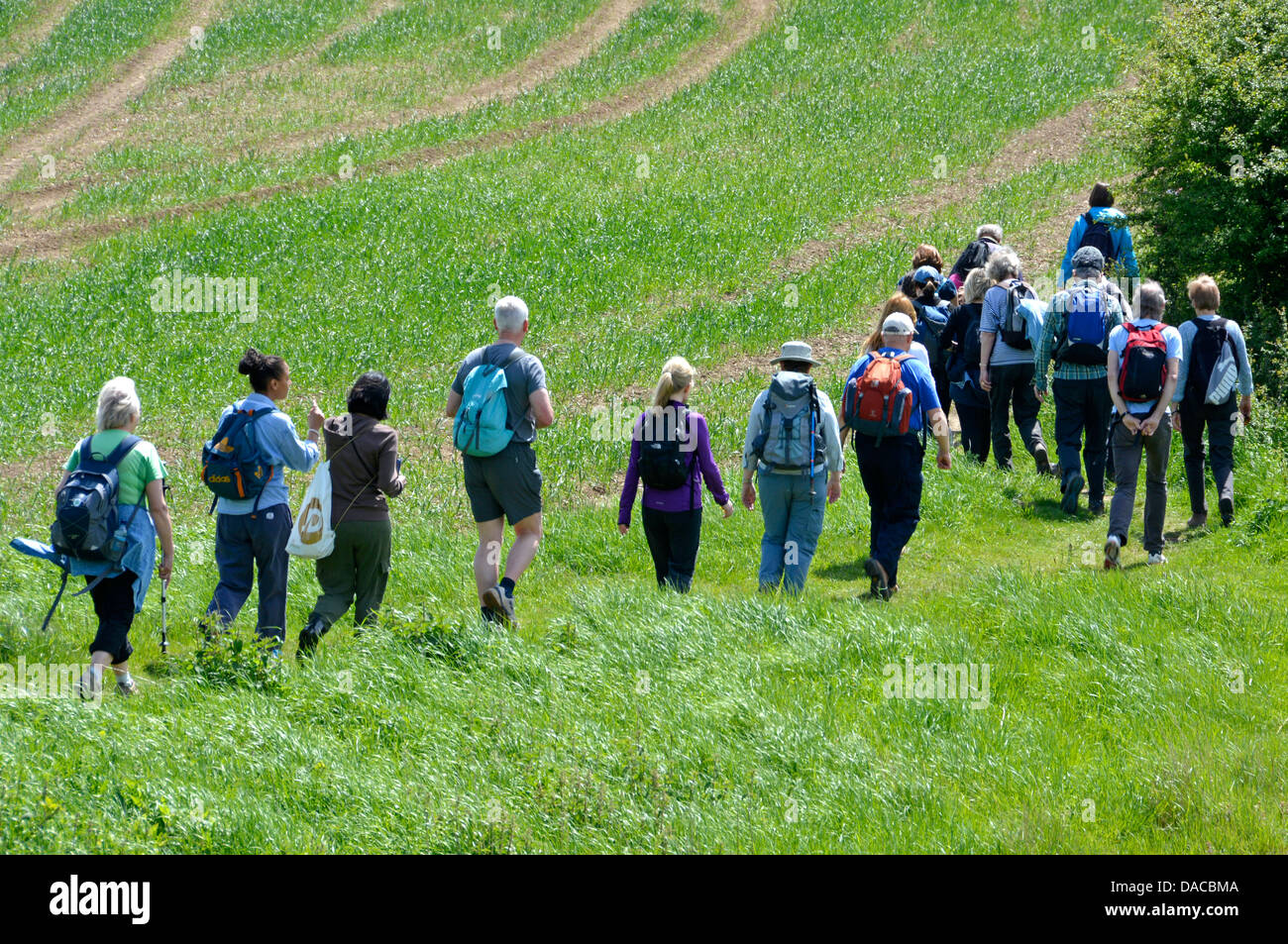 Back view Men and Women walkers in large organised group setting out ...
