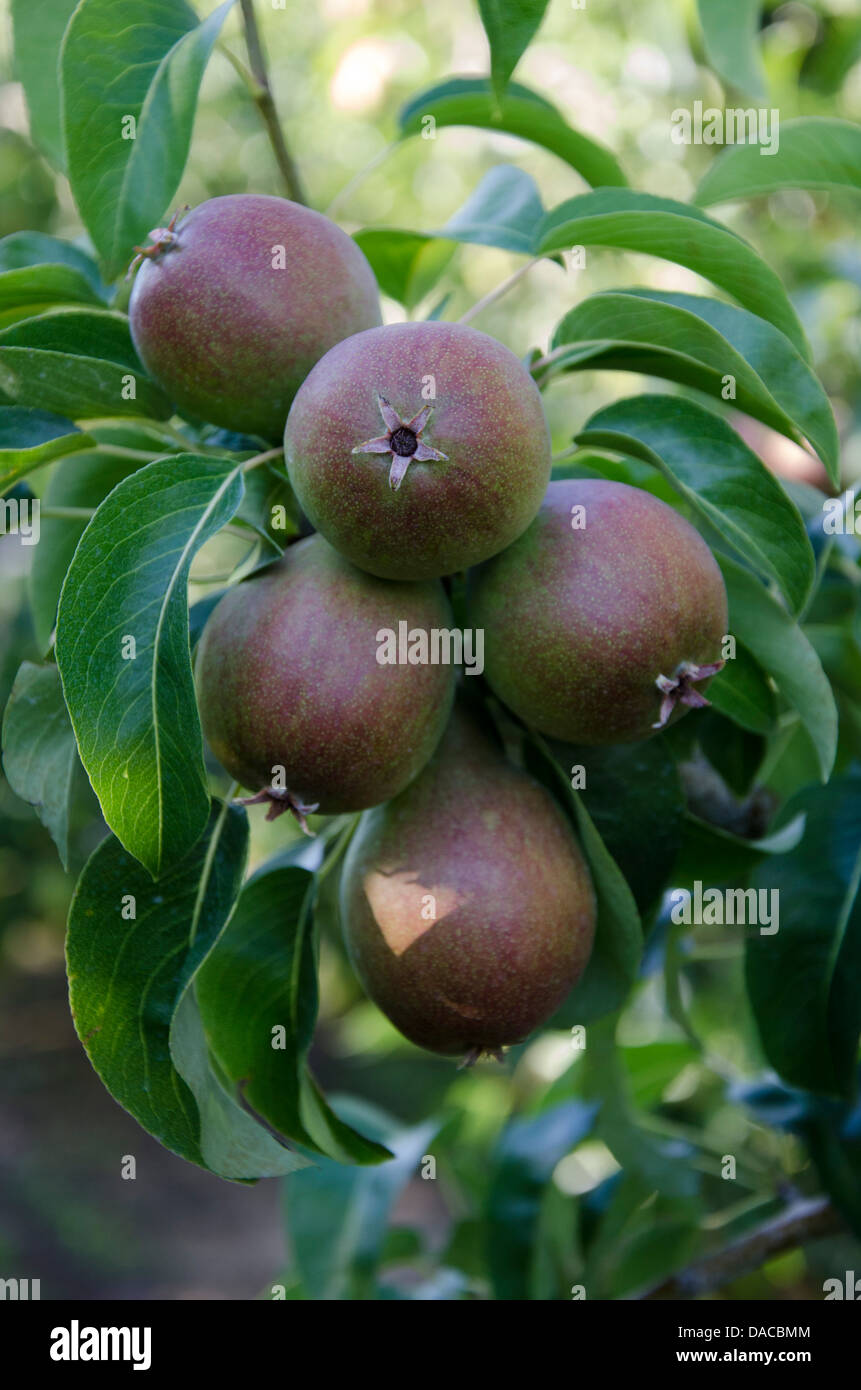 Washington pear hi-res stock photography and images - Alamy
