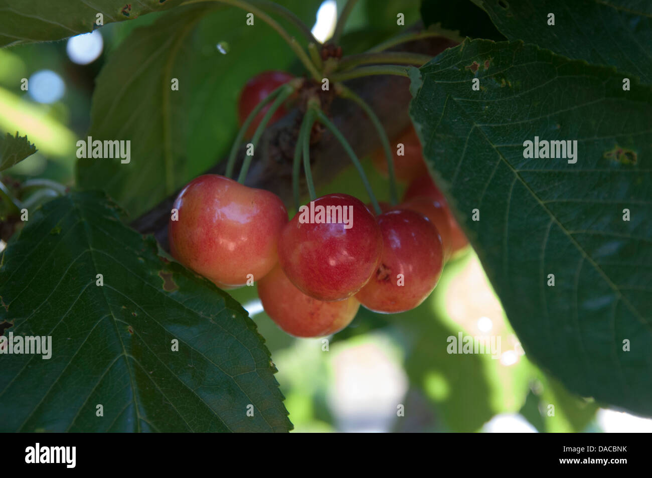 Rainier cherry tree hi-res stock photography and images - Alamy