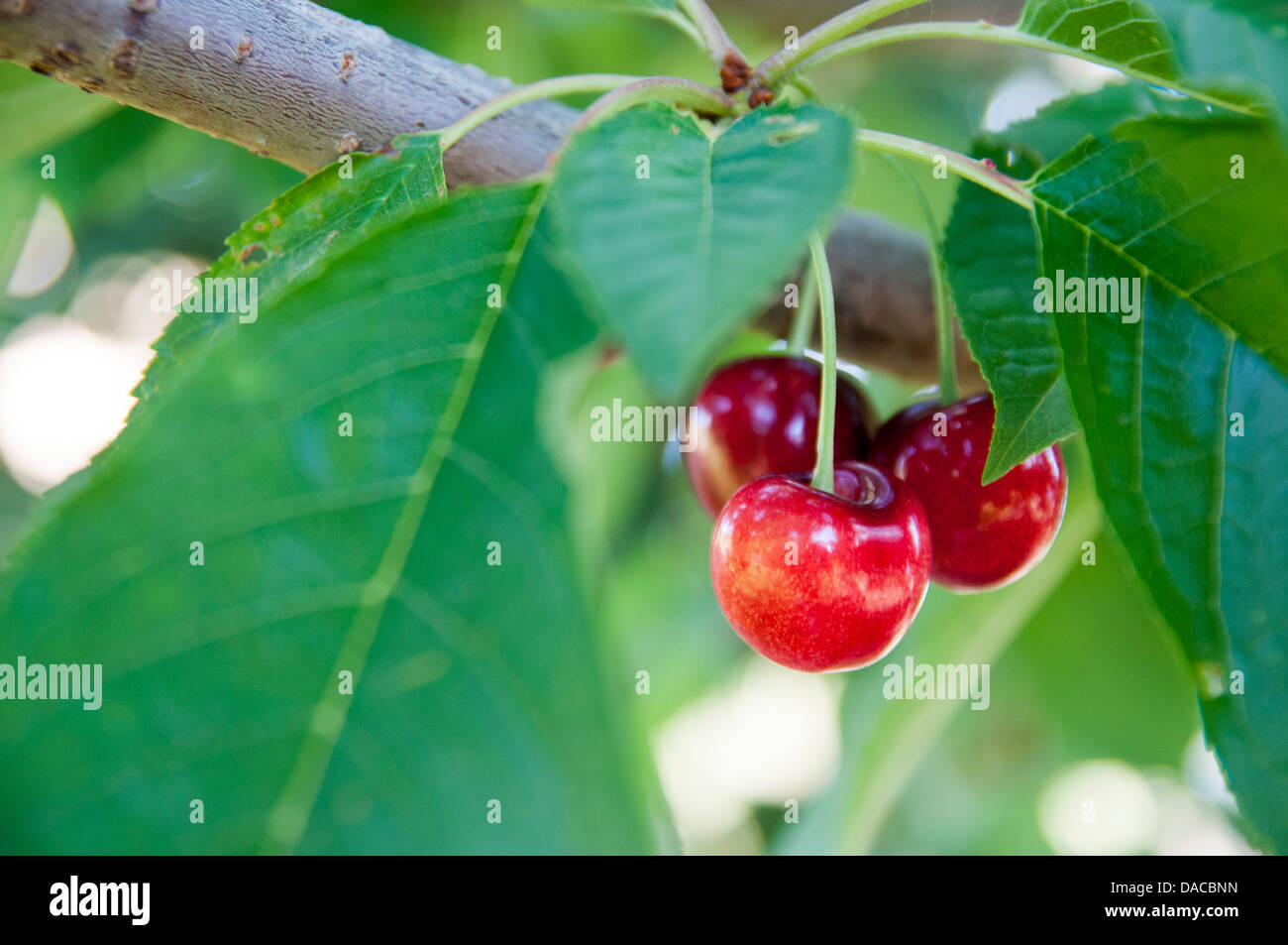 Rainier cherry tree hi-res stock photography and images - Alamy