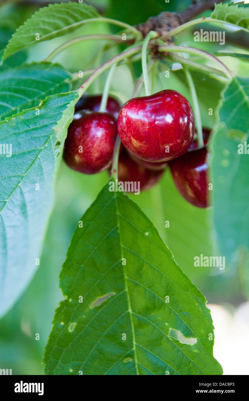 Rainier cherry tree hi-res stock photography and images - Alamy