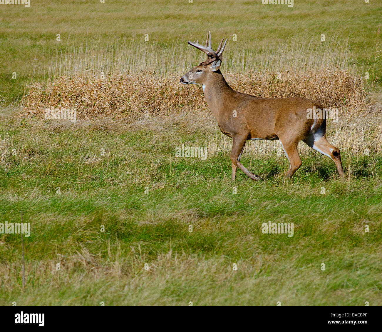 Whitetail Deer Buck standing in a field Stock Photo - Alamy