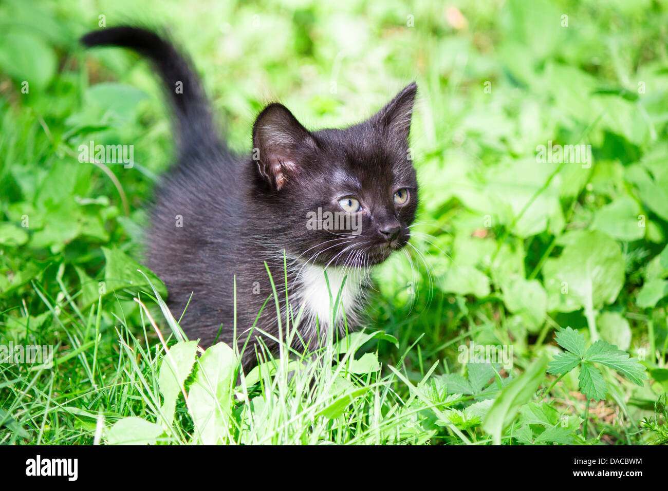 Little funny kitten Stock Photo - Alamy