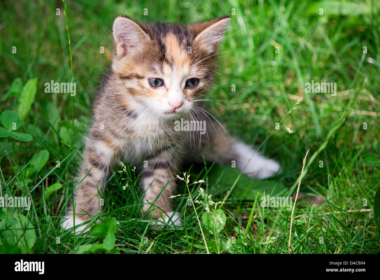 Little funny kitten Stock Photo - Alamy