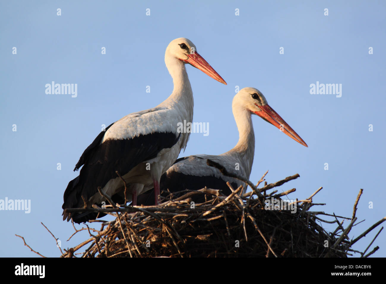 A couple of storks in a village near Sofia, Bulgaria Stock Photo - Alamy