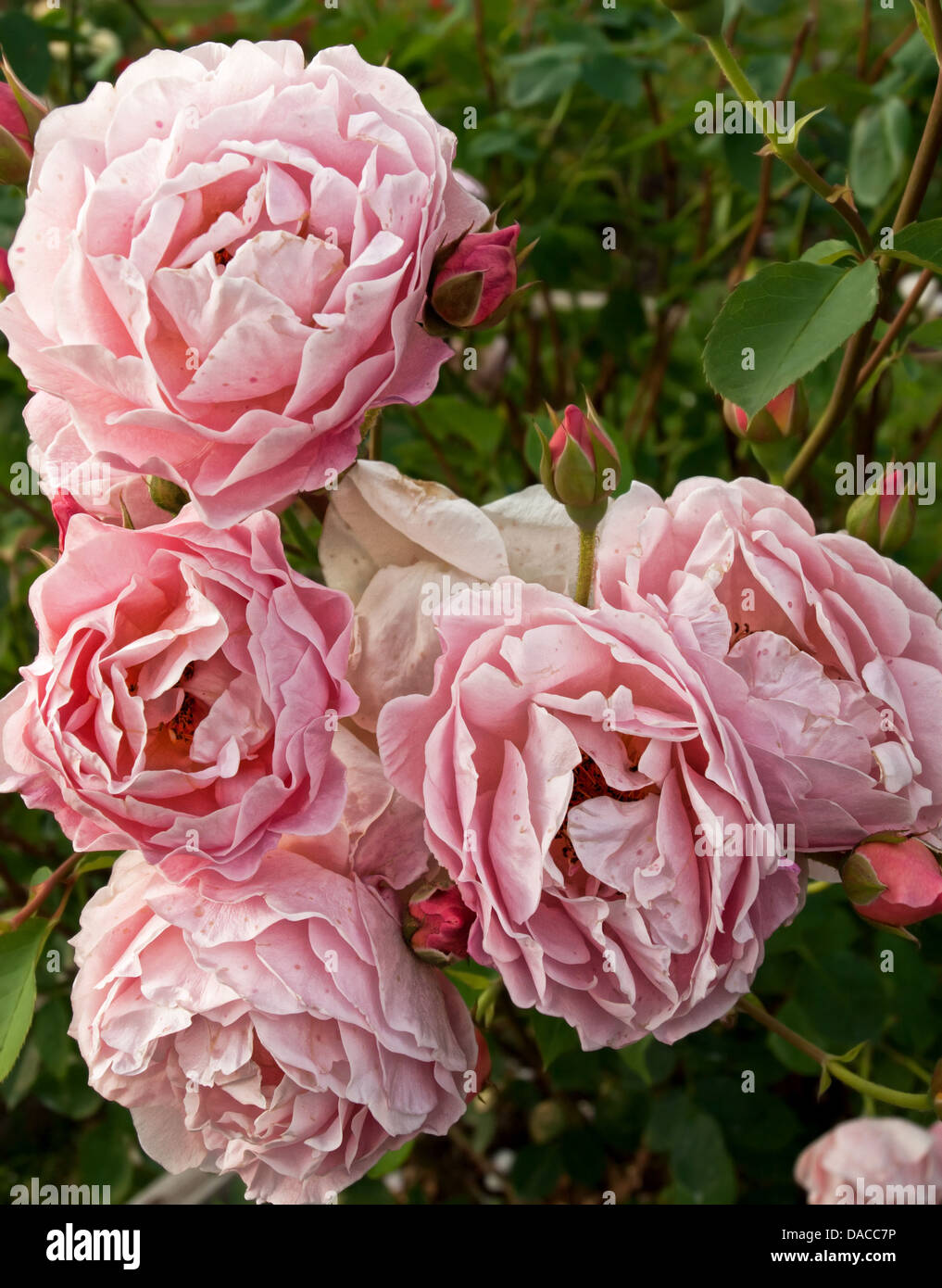 pink roses vertical format Stock Photo - Alamy